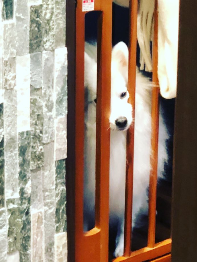 蓮舫💙💛RENHO🇯🇵 on Twitter: "おはようございます！ いつかは。 ここを通り抜けられる。 と、信じている我がうるる君です(^_^;)。 https://t.co ...