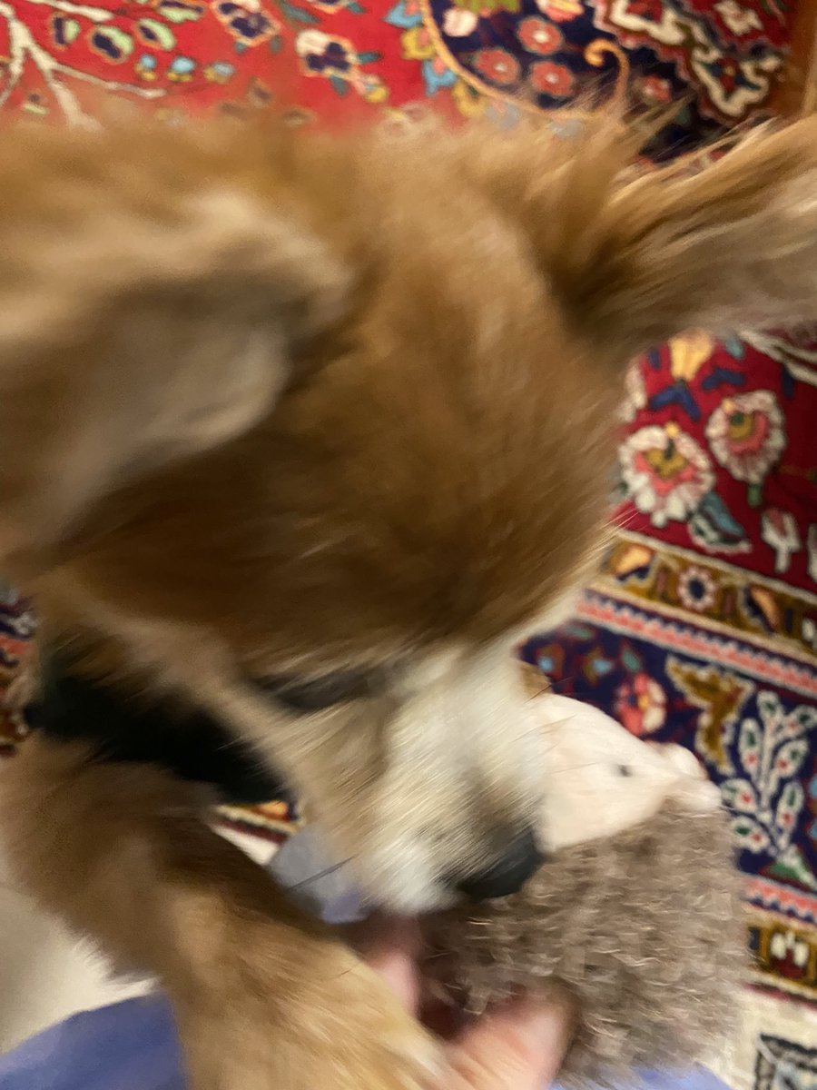 大島璃音 On Twitter 昨日は わんわんの日 ということで 番組内で大島家のわんわん、チャチャの最新情報を紹介させていただきました🐶 お写真はこちらです! 🦔気に入ってくれて