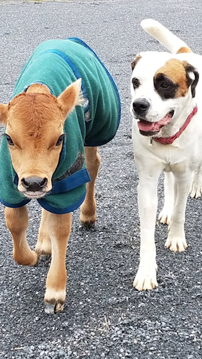 Rescued baby cow's first friend was a dog just his size — now he weighs ...