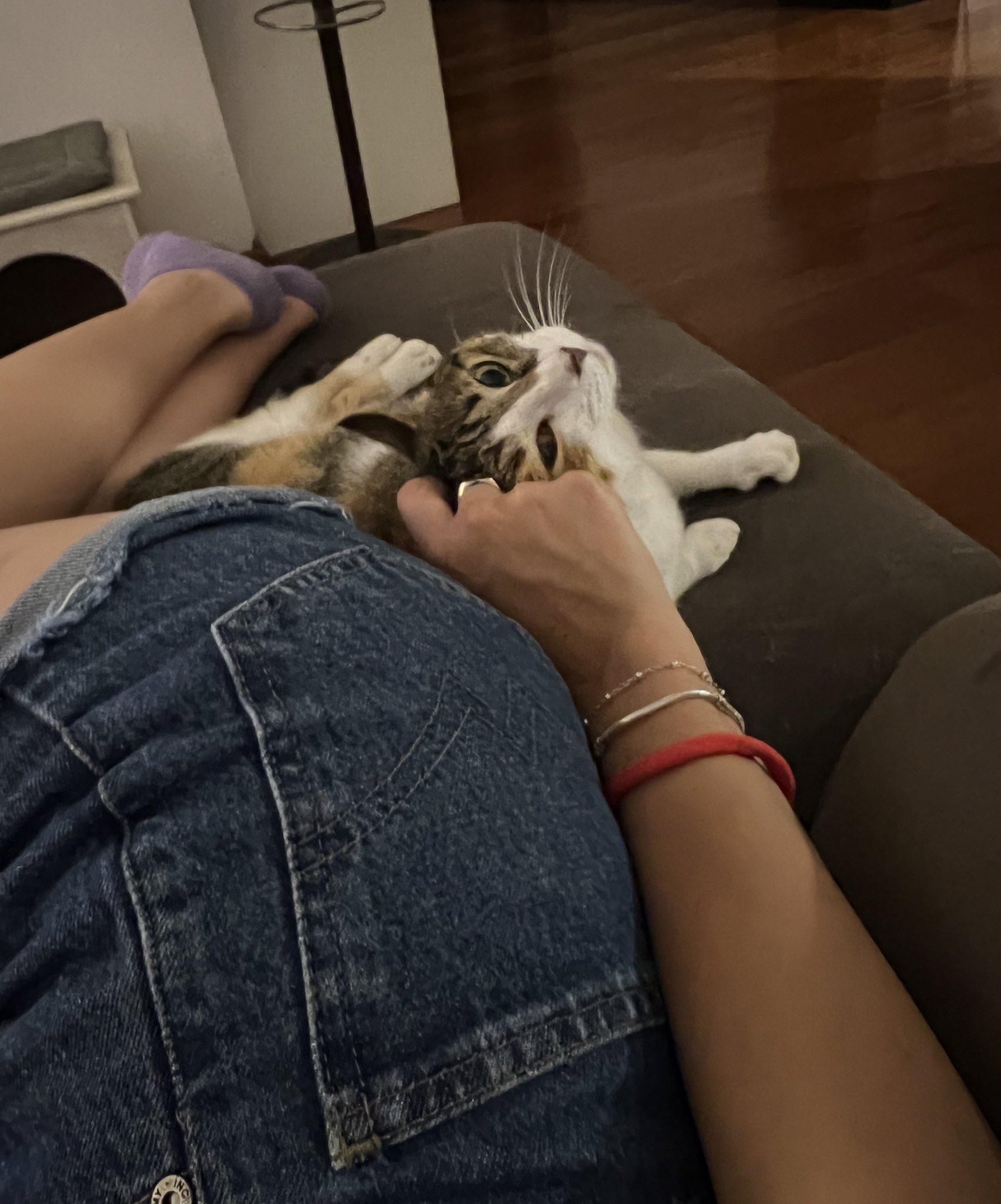 MIMI on Twitter: "MIMItos https://t.co/fp7QUnTKpI" / Twitter