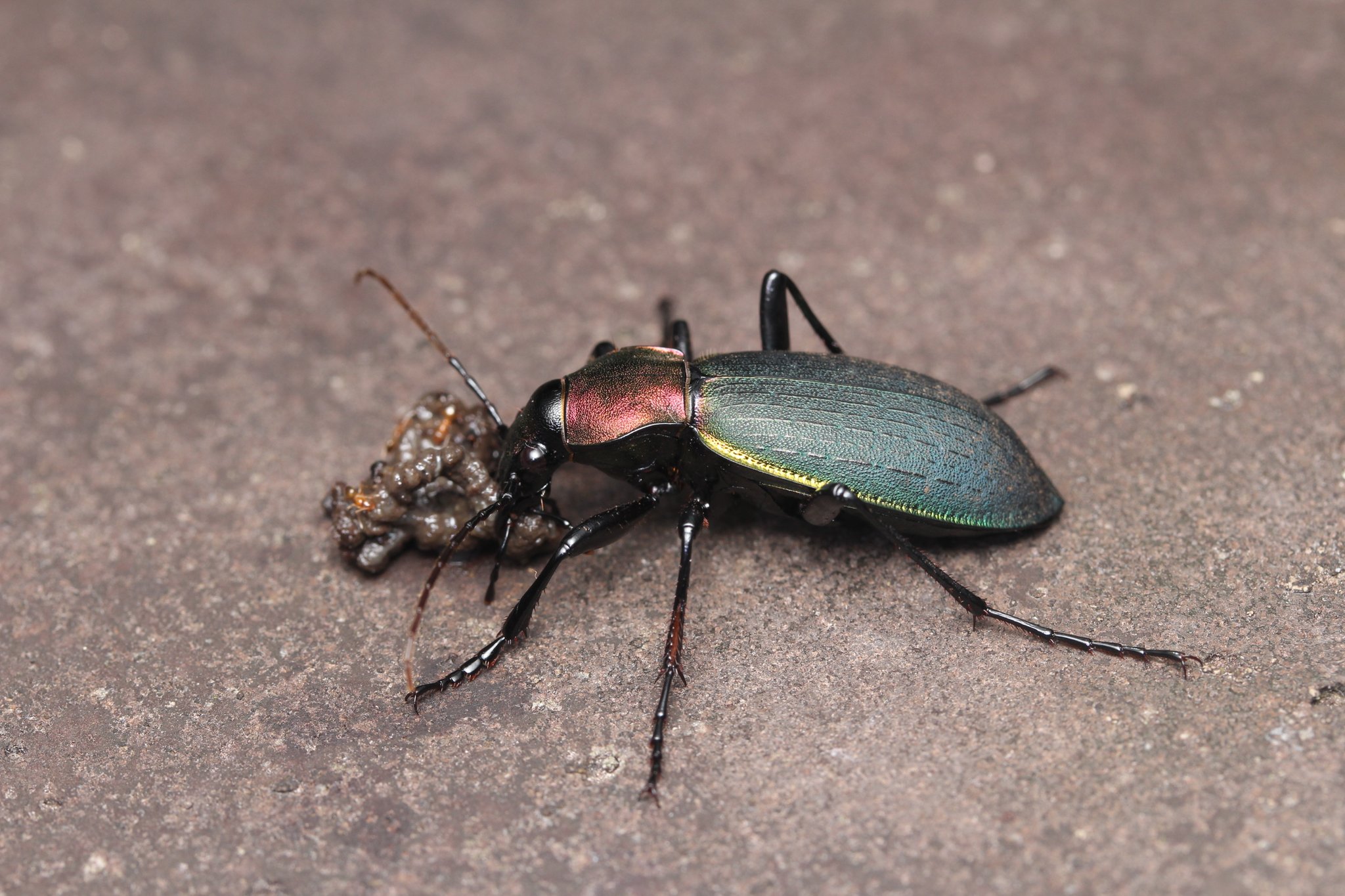 coll.col on Twitter: "カブリモドキ https://t.co/B6oPbjRnPU" / Twitter