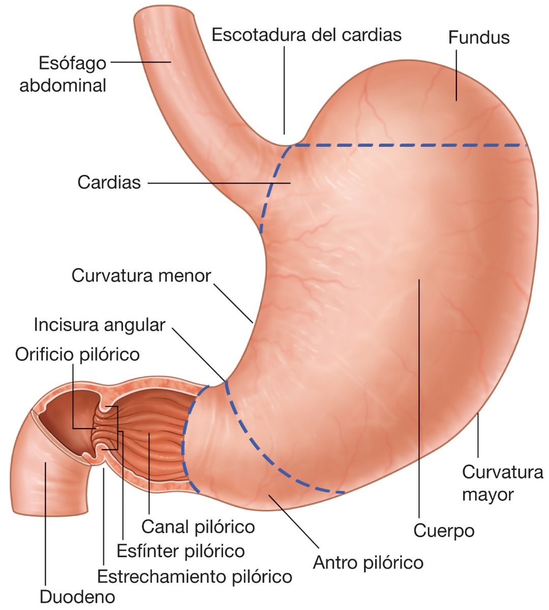 Esfinter Pilorico SOLUTION: SISTEMA DIGESTIVO Studypool
