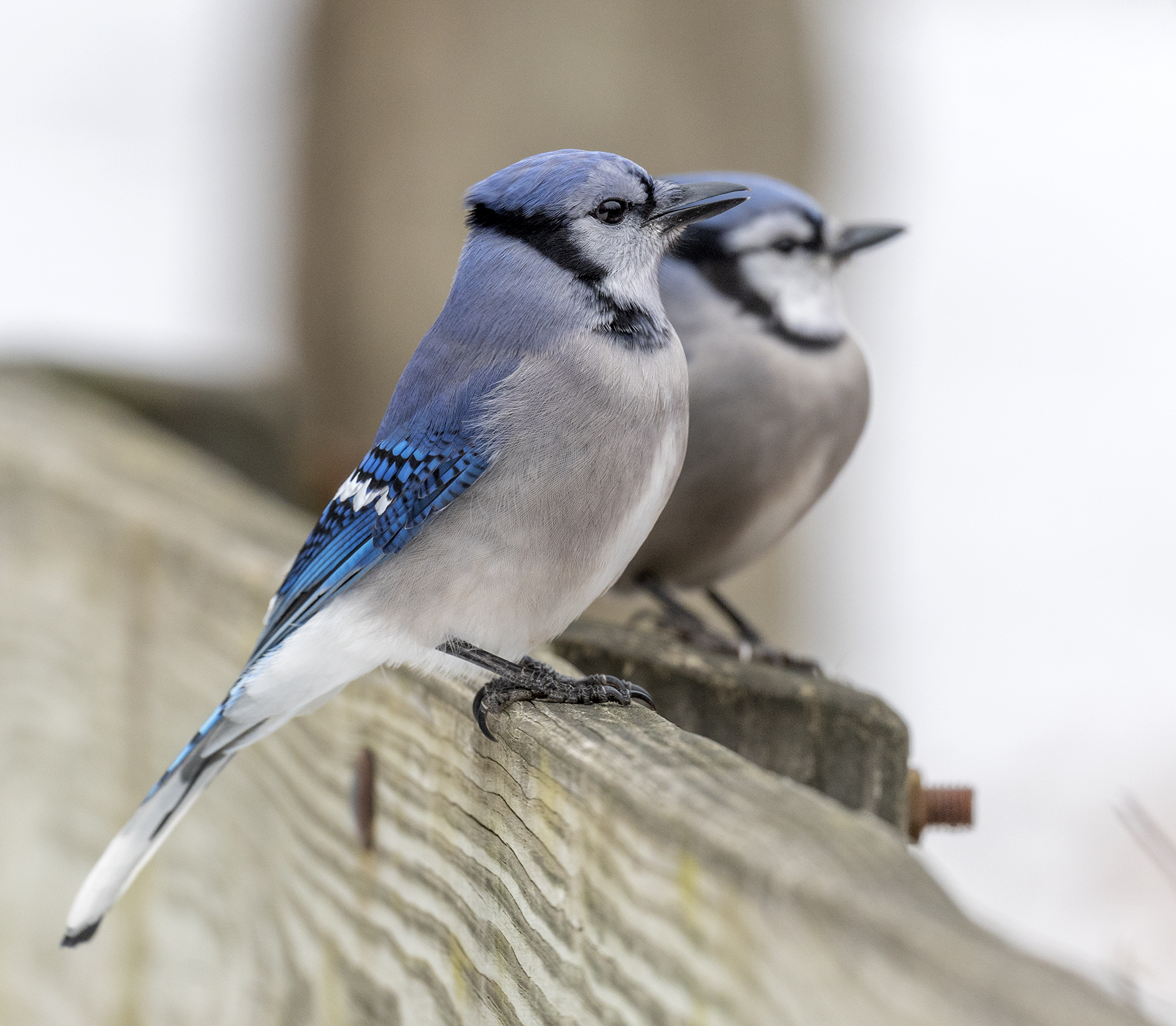 Female Blue Jay