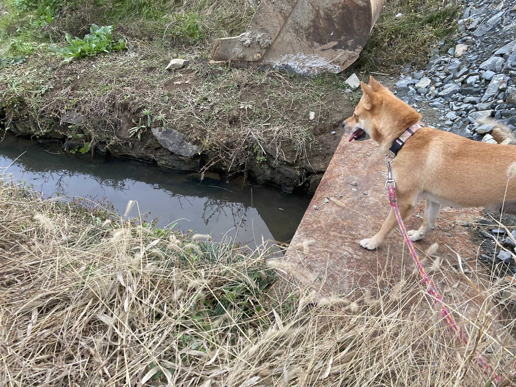 山陰柴犬^ᴥ^もなか (@sanin_48_monaka) / Twitter