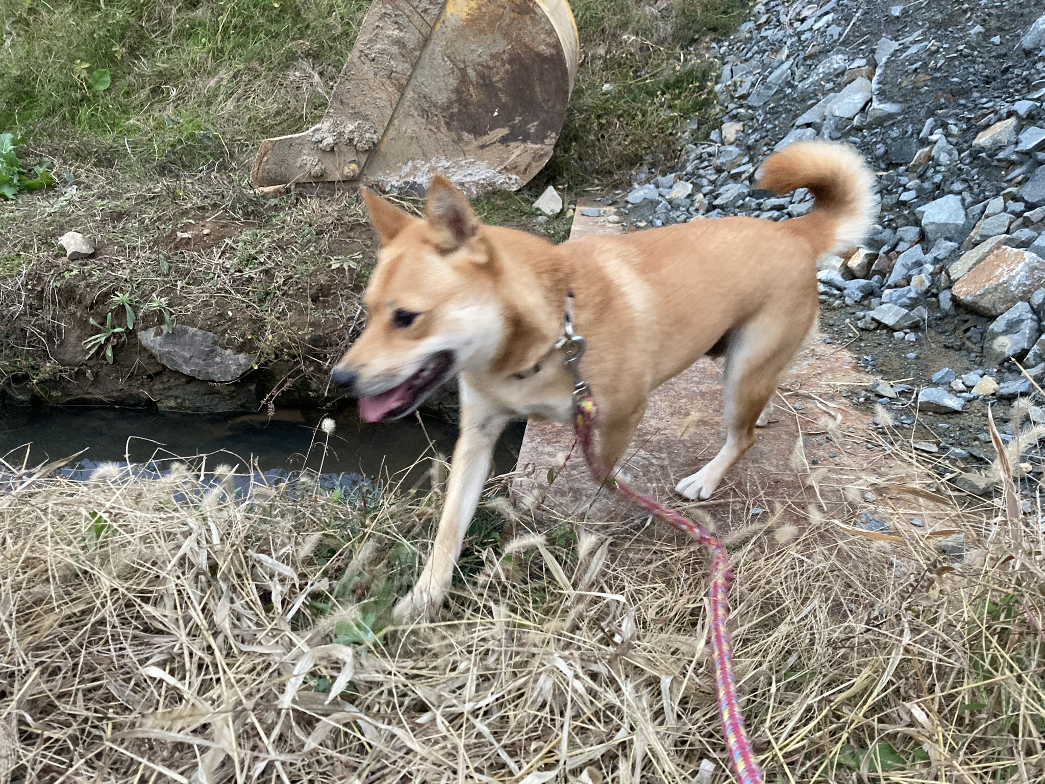 山陰柴犬^ᴥ^もなか (@sanin_48_monaka) / Twitter