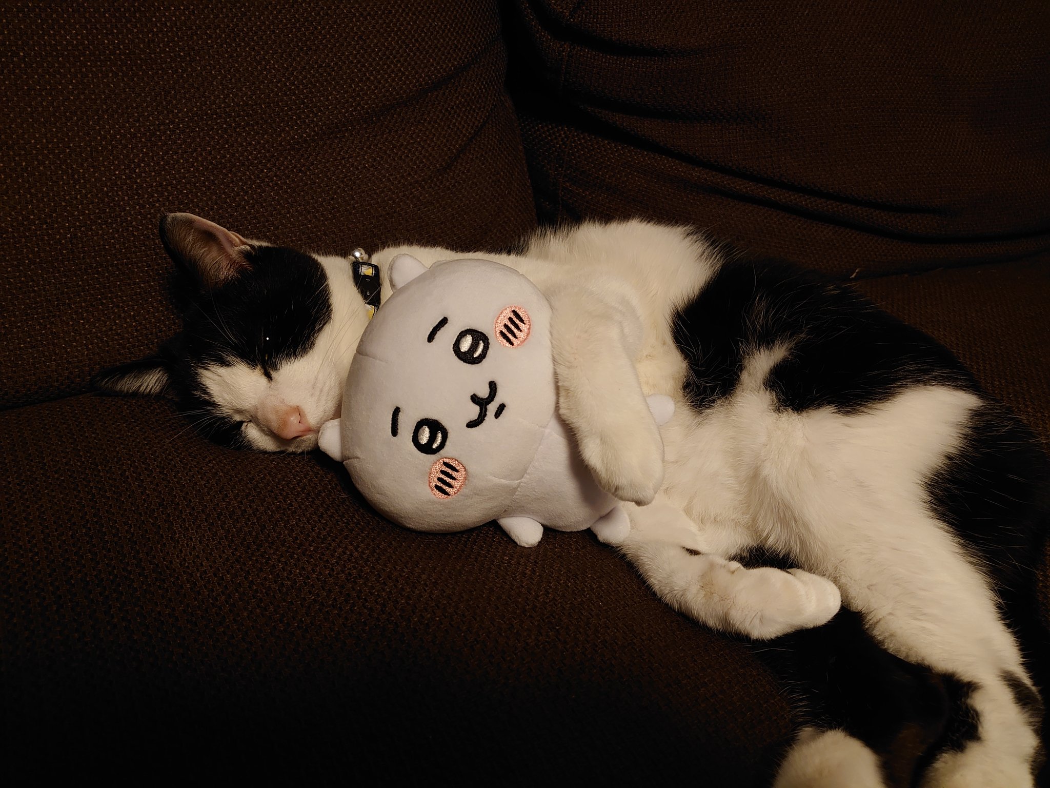 ペポ (@d641x) / Twitter