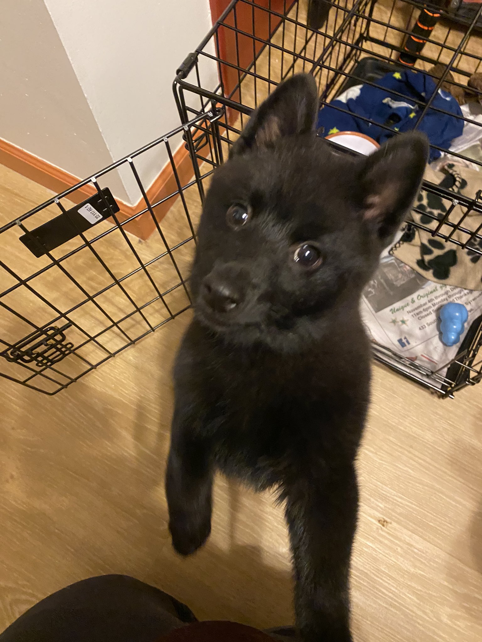 Brown Schipperke Puppies Month Old Original Chihuahua Puppies Two