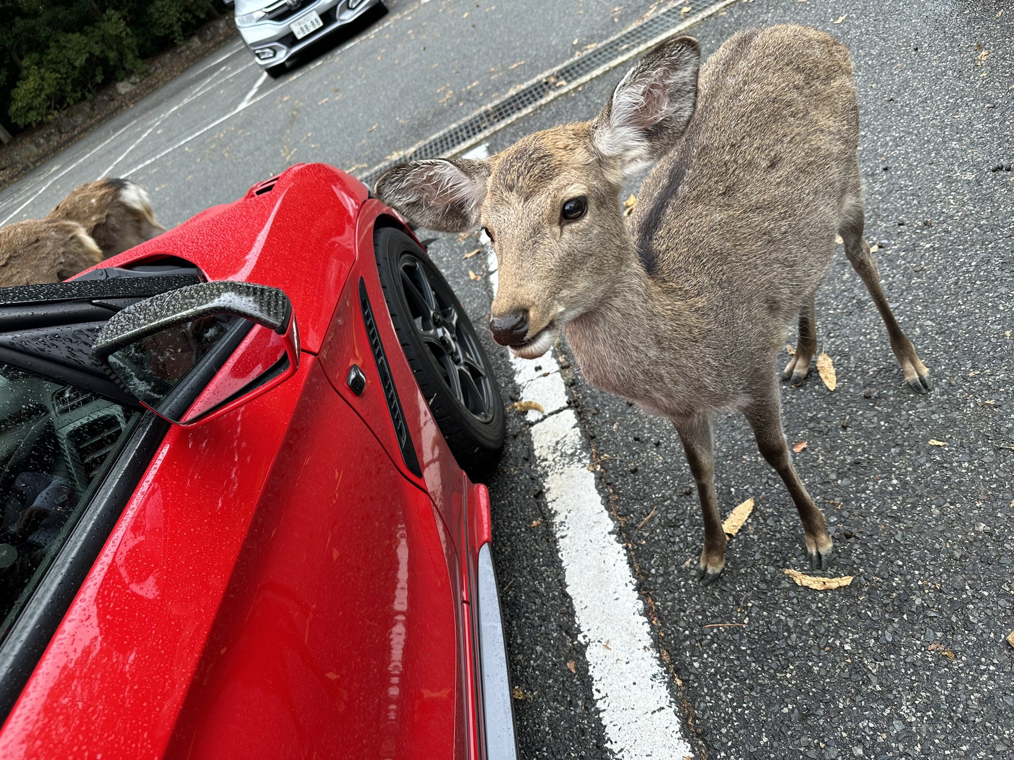 【驚愕】奈良の駐車場に停めておいた車が…ブッダ状態になっていた
