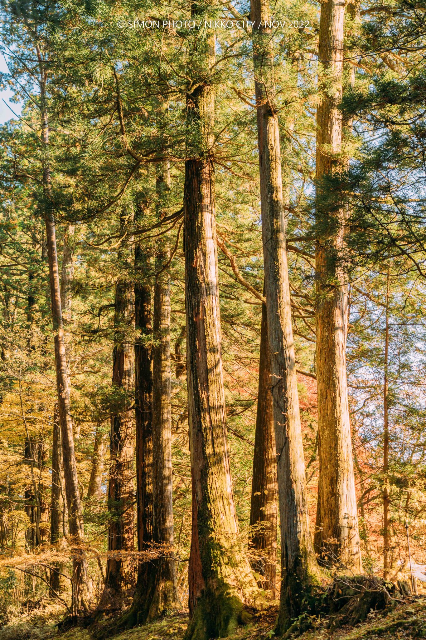 Simon on Twitter: "#日光 日光的秋天很治愈。 https://t.co/udirAuliEo" / Twitter