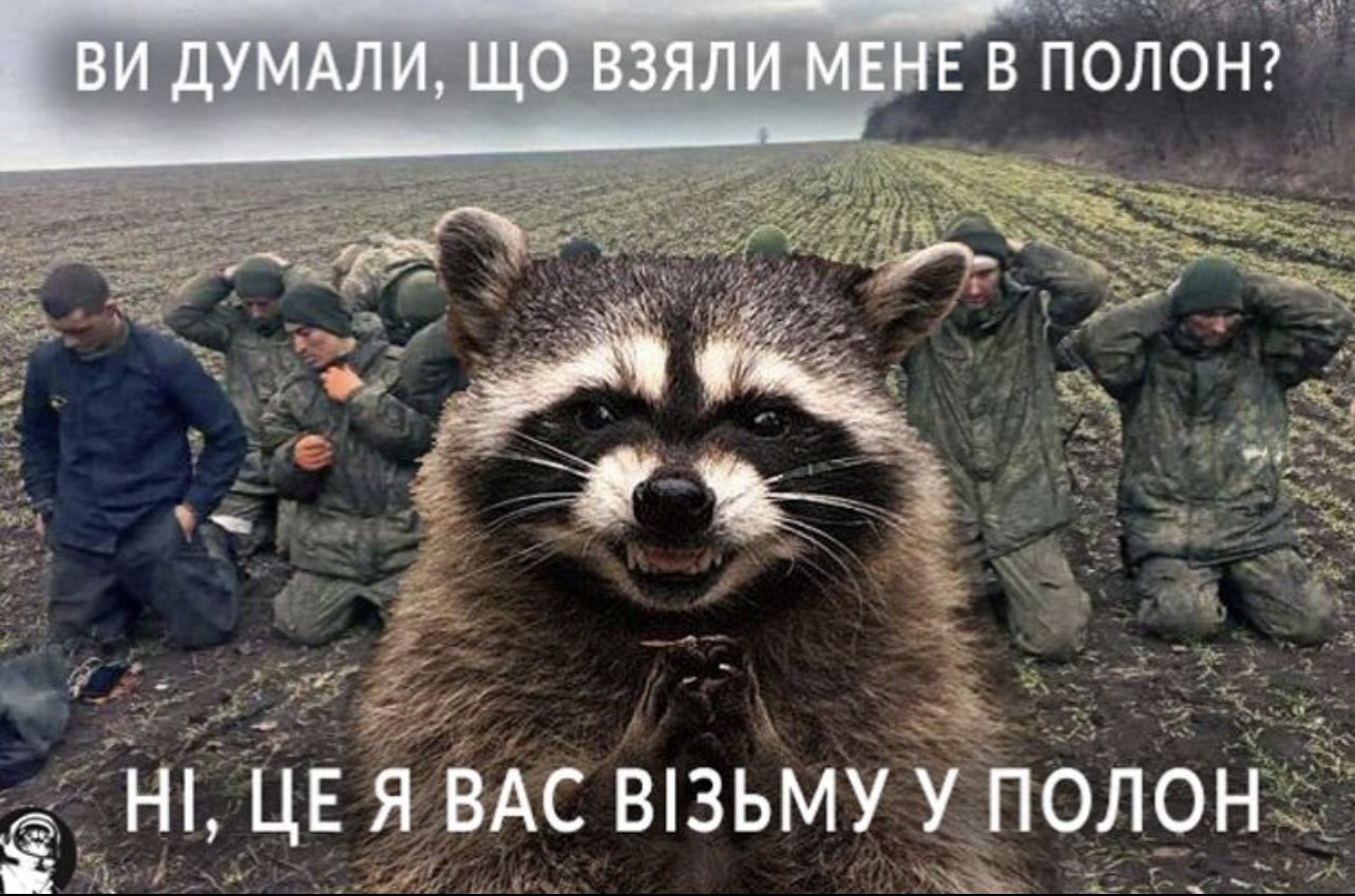 Raccoon Meme Excellent