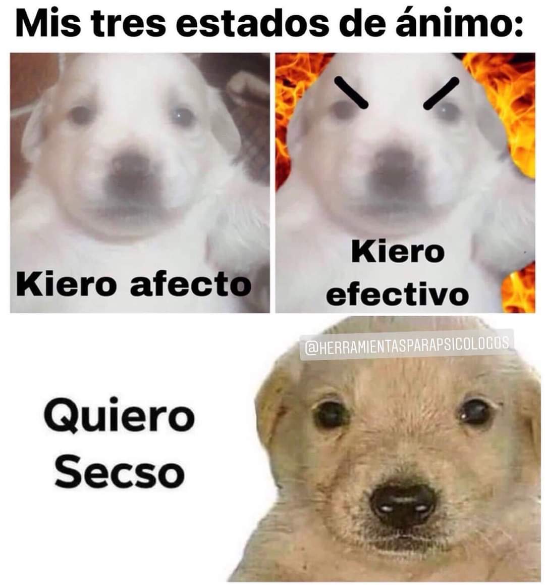 Animo Perro Meme