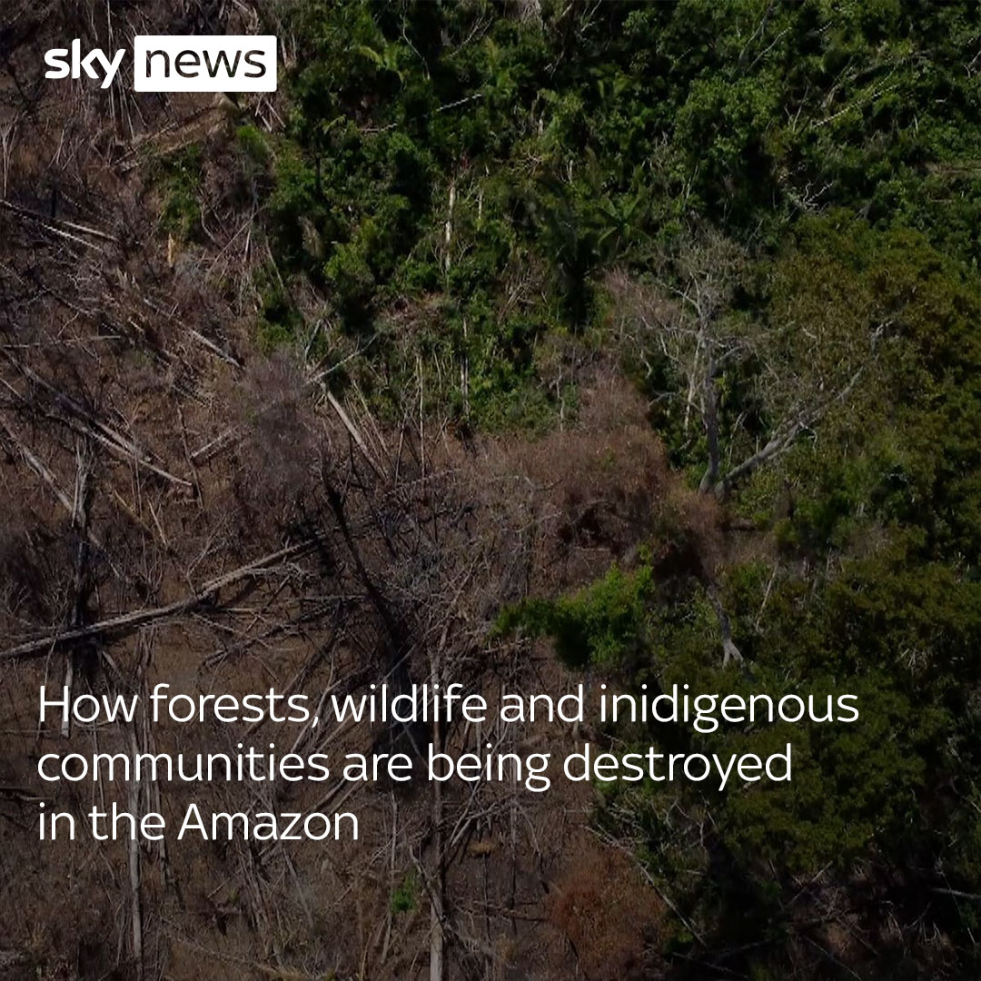Sky News on Twitter: "In the Amazon, indigenous communities' homes and lands are being stolen as ...