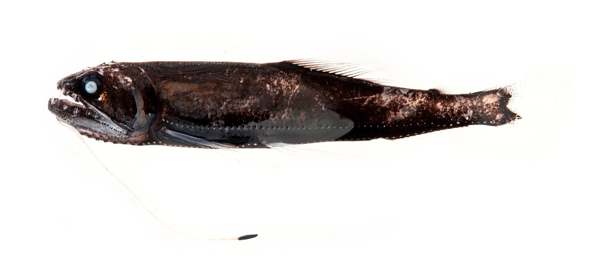 A beautiful Star-eater from the genus Astronesthes. KaiTheFishGuy ...