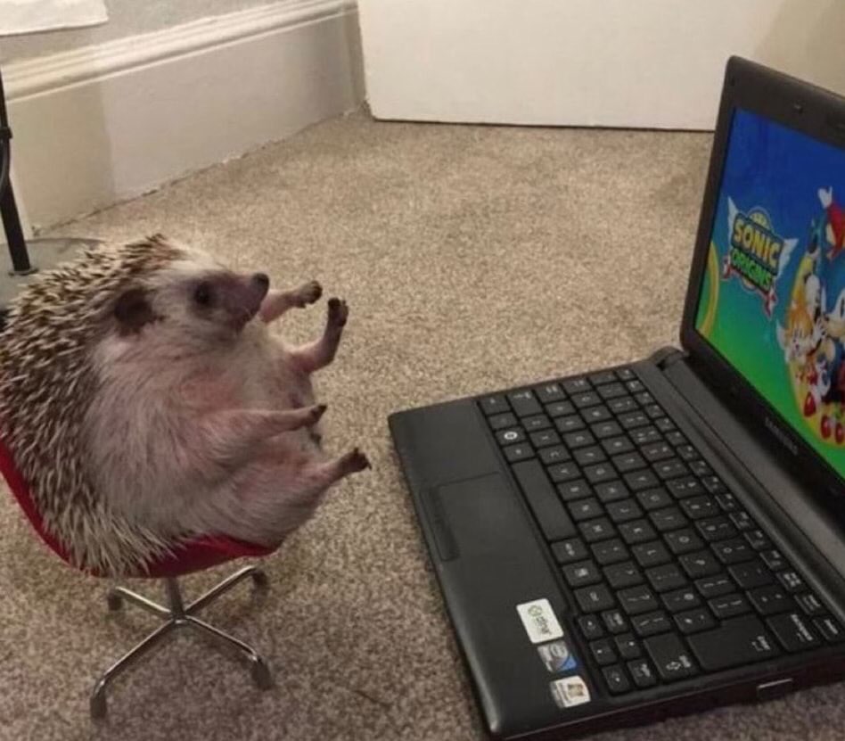 Shitpost só que de verdade on Twitter: "https://t.co/x2Gj5R4aYe" / Twitter