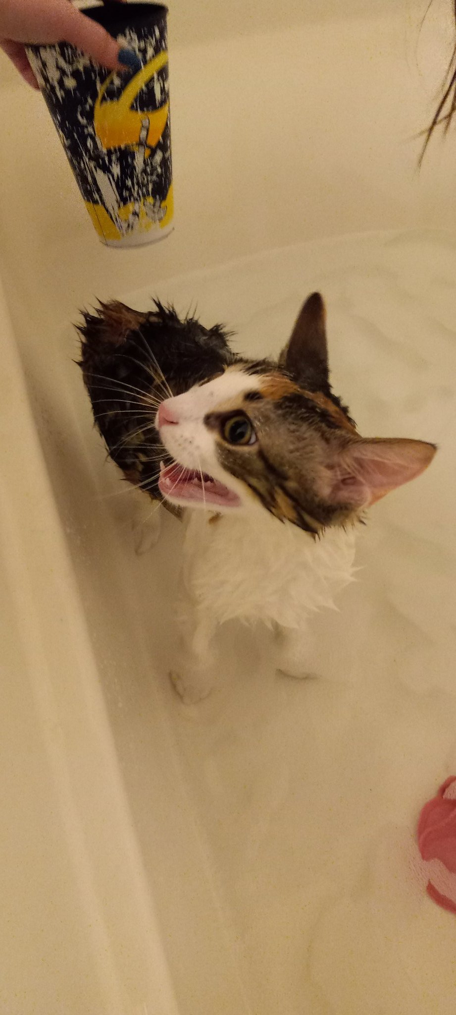 💀💜 𝒜𝒻𝒻𝑒𝒸𝓉𝒾𝑜𝓃 💜💀ᨐⳊ on Twitter: "My cats got baths https://t.co/Ppc6HJdZah" / Twitter