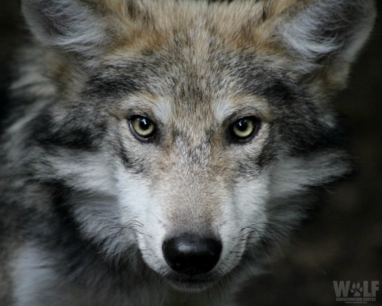 Gray Wolf Face Blue Eyes