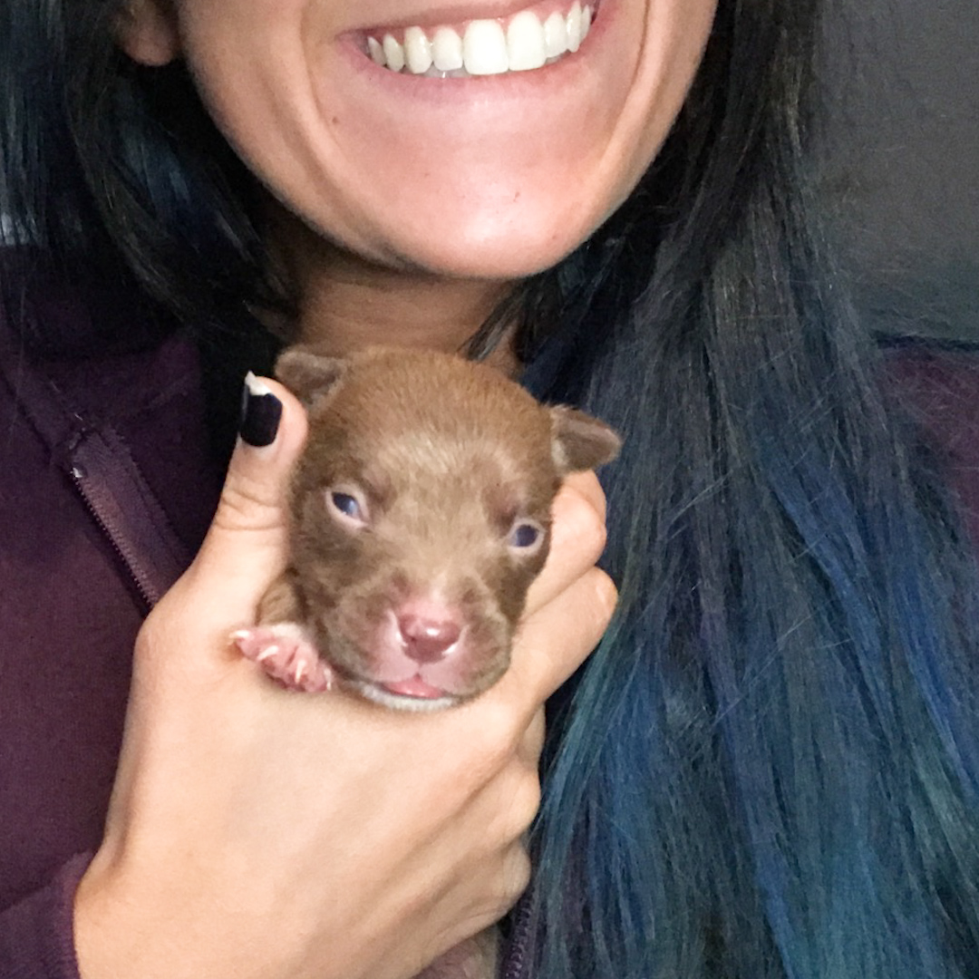 Watch this runt of the litter grow into a big, GORGEOUS pit bull 💜 The ...
