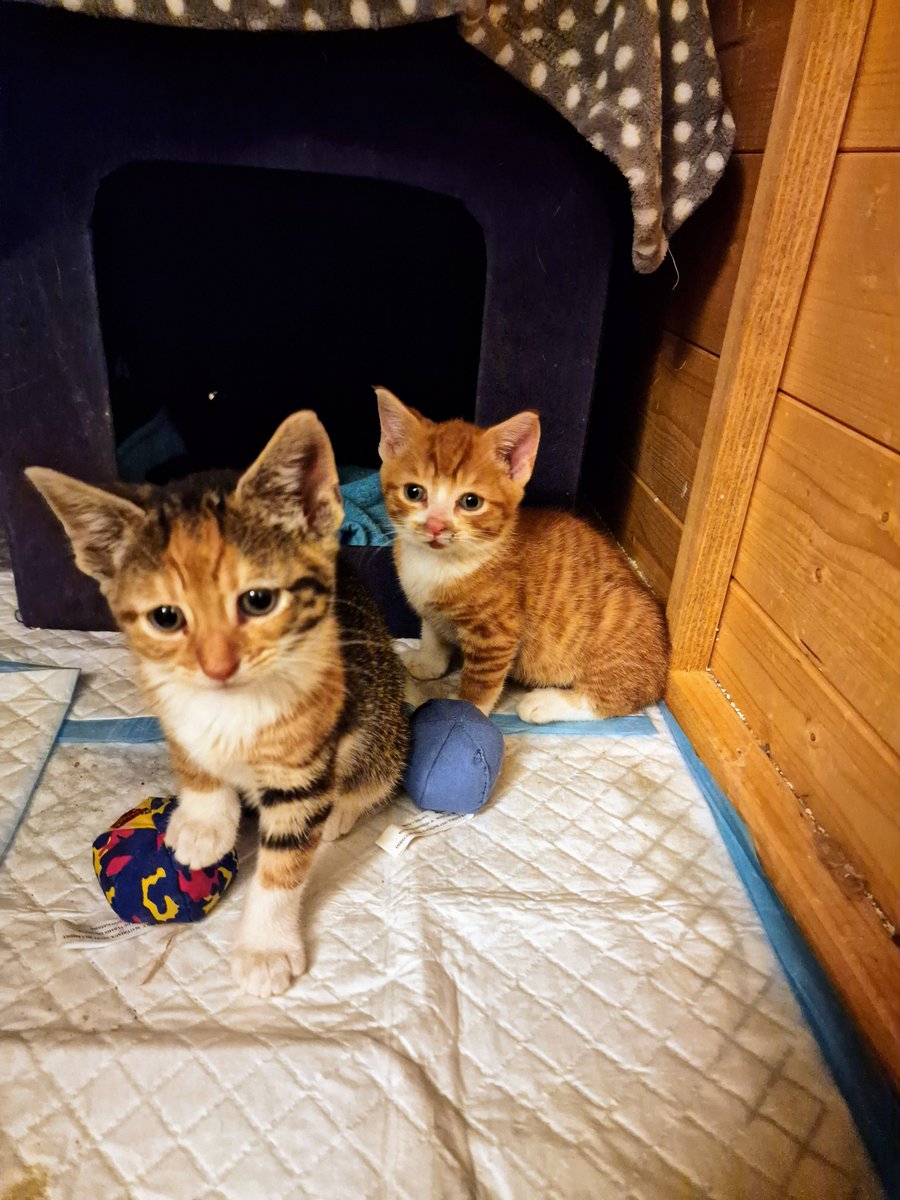 I'm sorry I haven't been tweeting much, it's not because I think ...