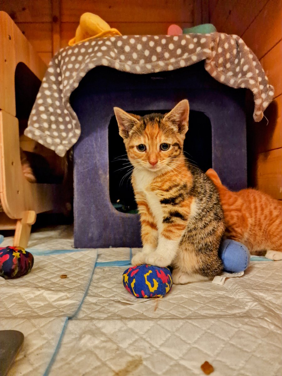 I'm sorry I haven't been tweeting much, it's not because I think ...