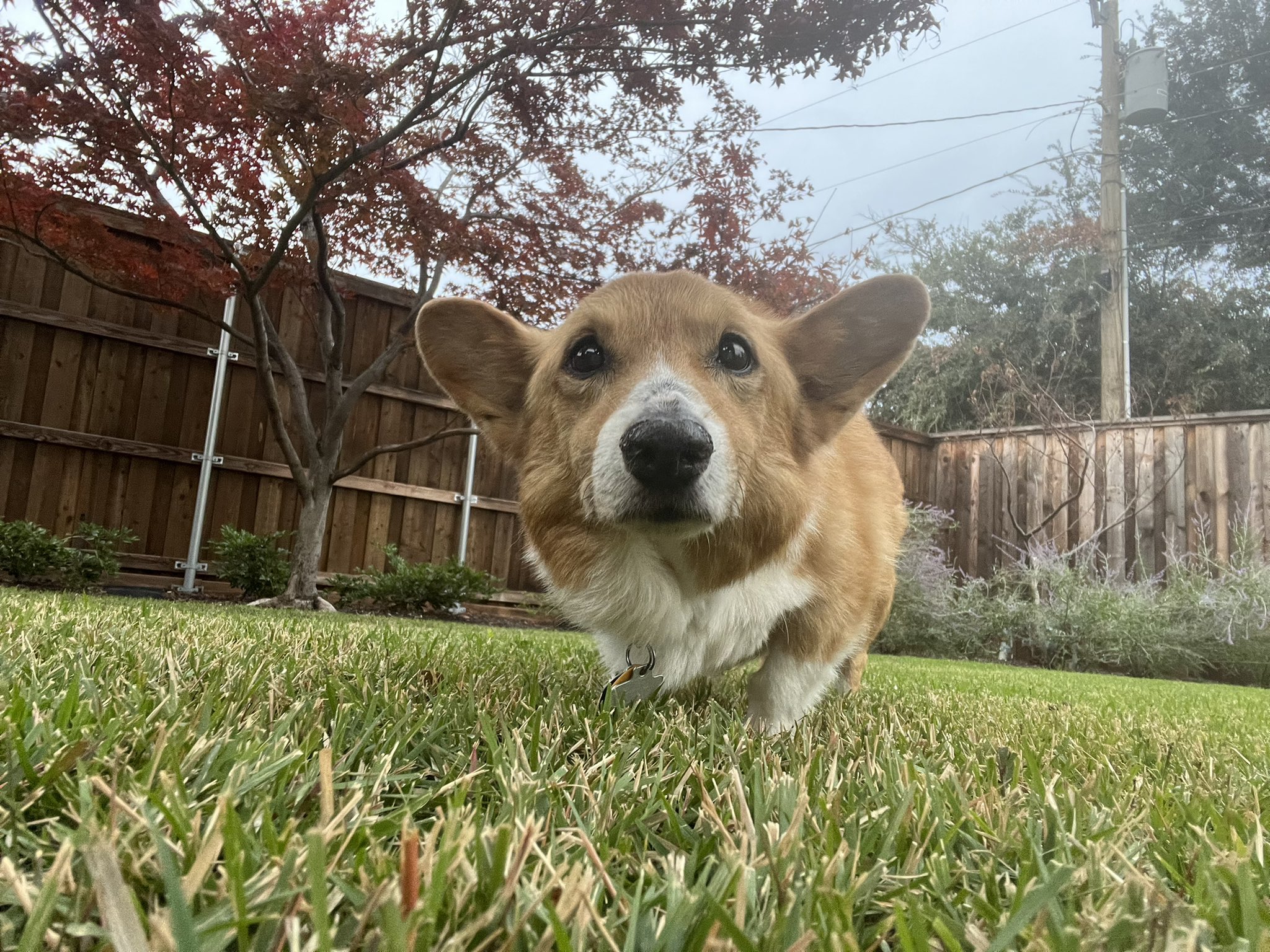corgi lovers on Twitter: "Friends, we are sad to report that Dudley peacefully crossed the ...