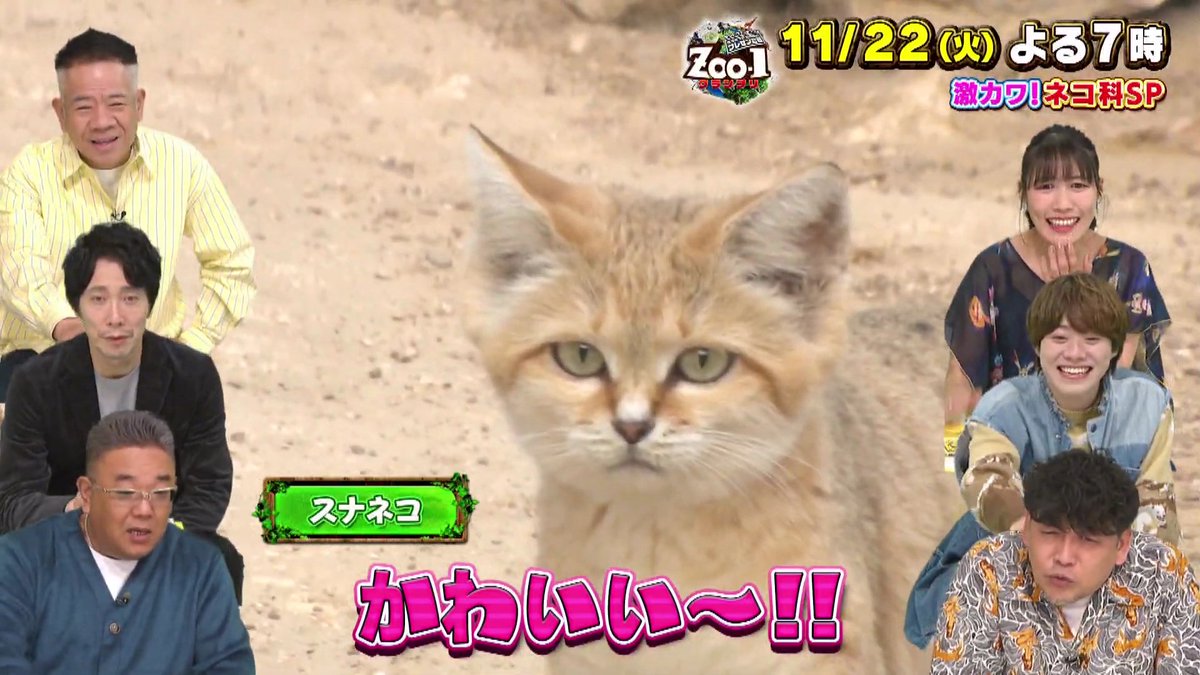 も. on Twitter: "11月22日(火)夜7時 TBS系 ZOO-1グランプリ #ZOO1 #サンドウィッチマン #佐々木蔵之介 #大橋和也（#なにわ男子）#高城れに ...