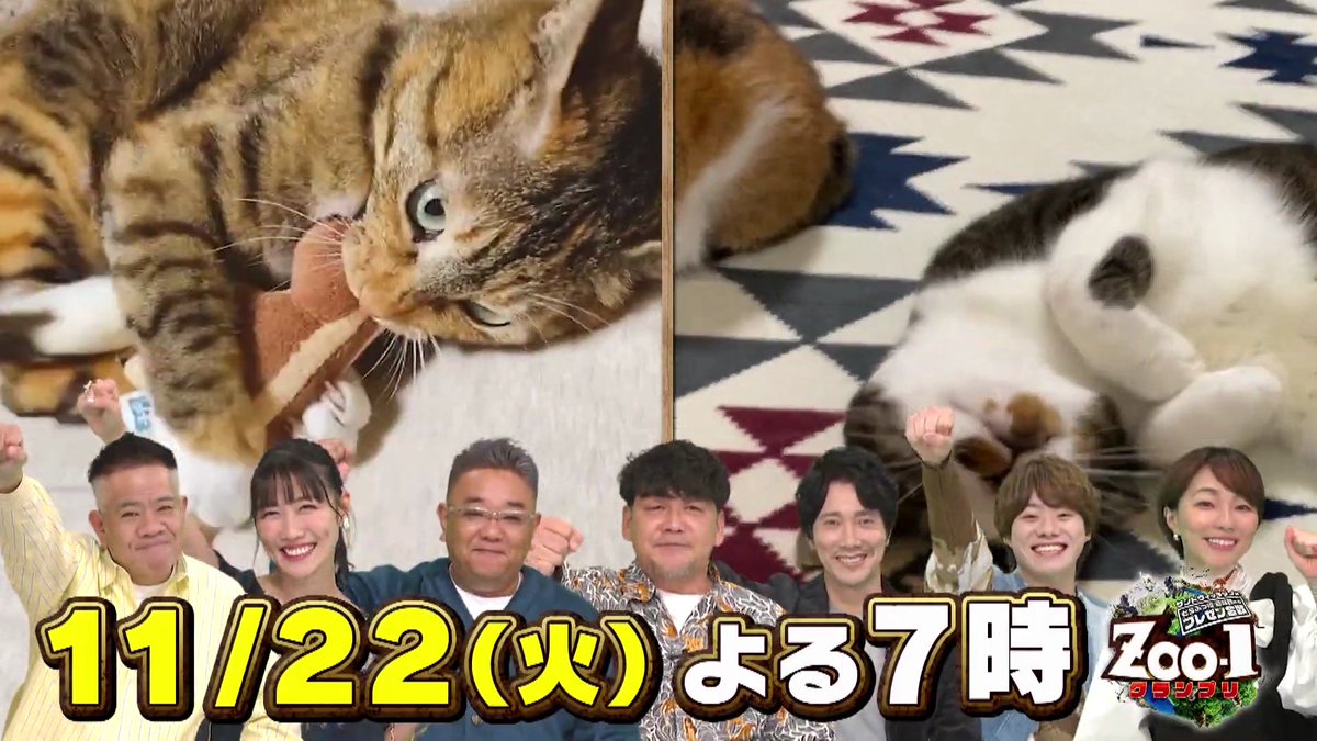 も. on Twitter: "11月22日(火)夜7時 TBS系 ZOO-1グランプリ #ZOO1 #サンドウィッチマン #佐々木蔵之介 #大橋和也（#なにわ男子）#高城れに ...
