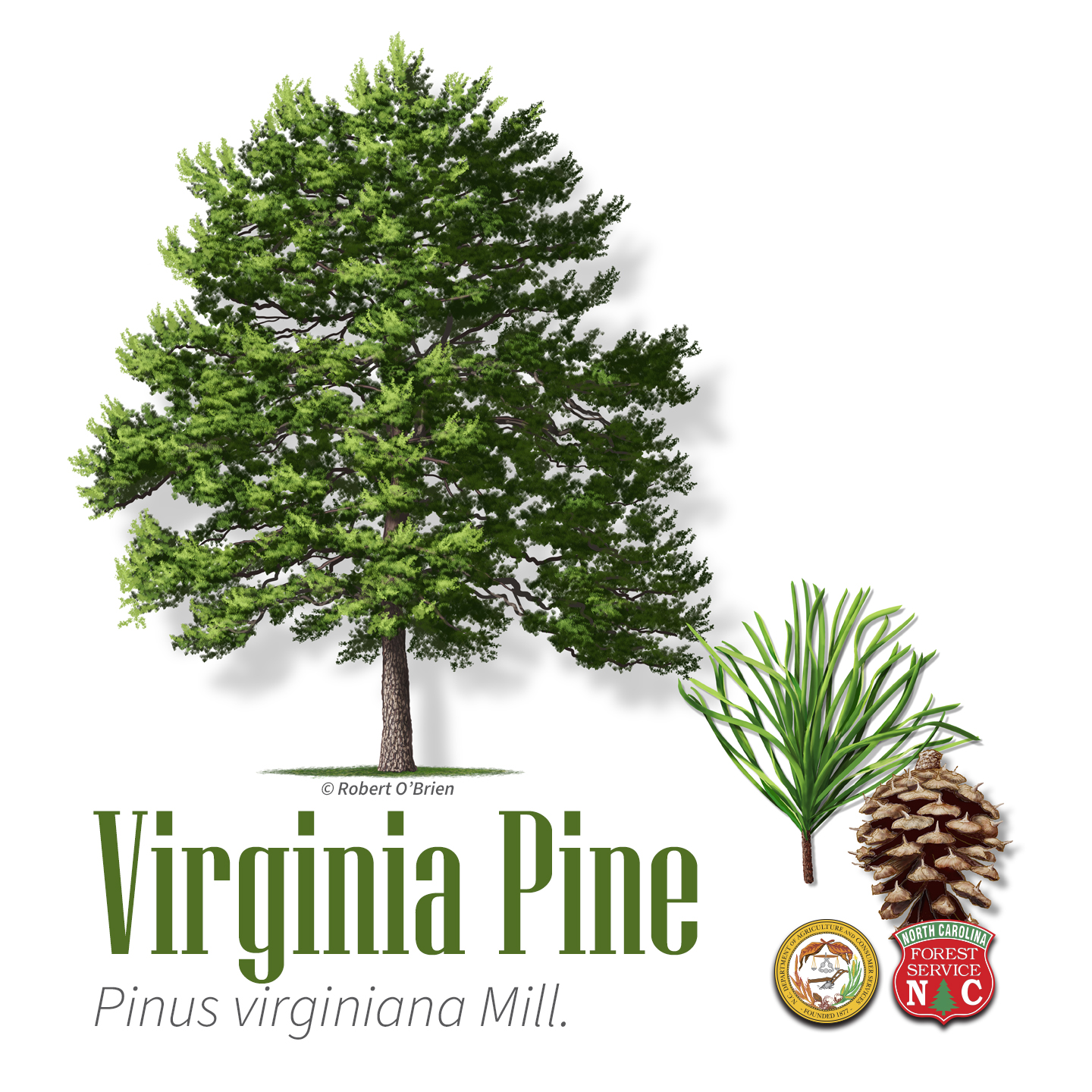 Virginia Pine Tree Identification 13 Common North American Pine