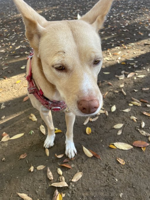 SKE48のTwitterアーカイブ - 2022年11月16日 - ArKaiBu Project48