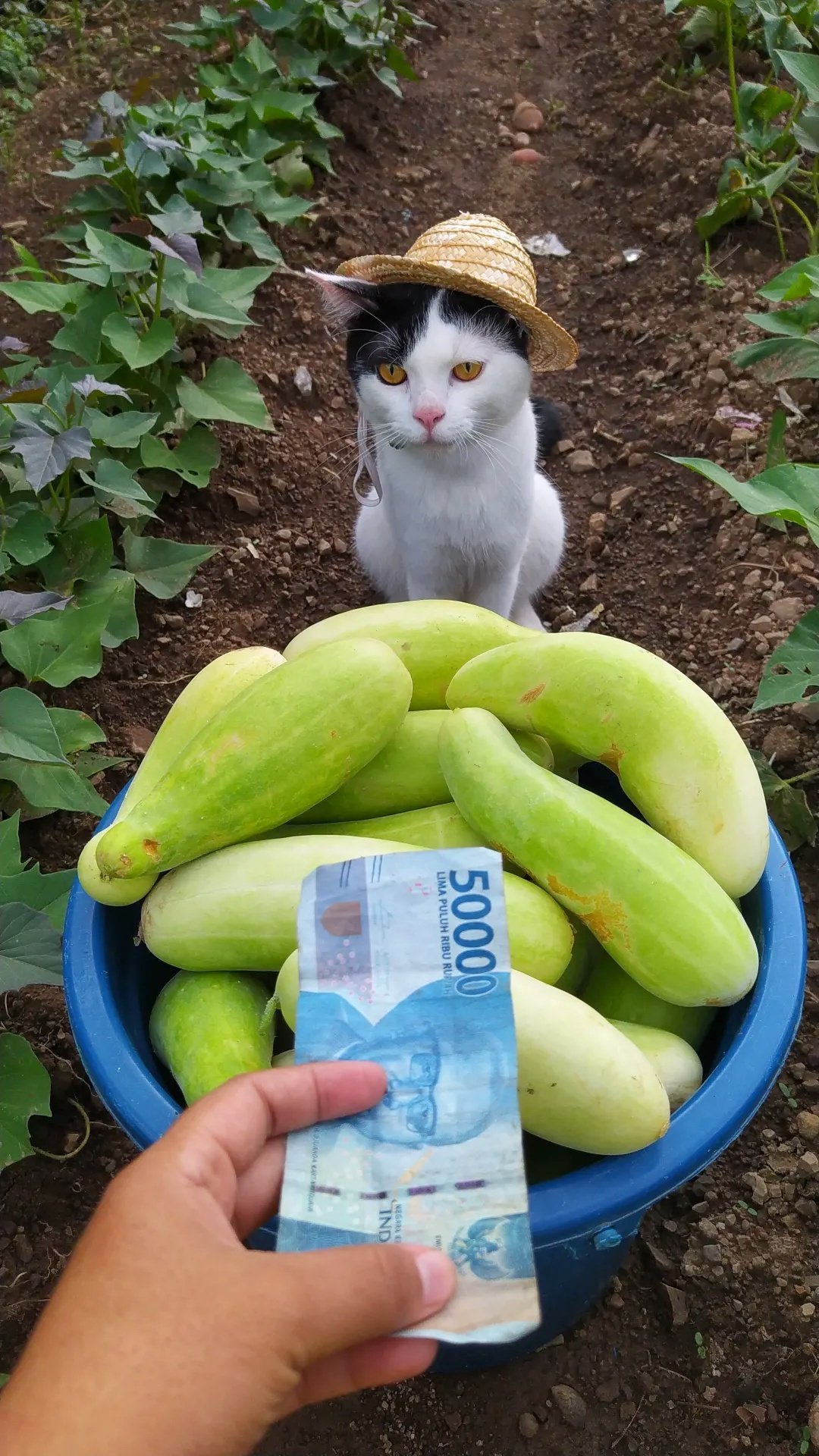 cats with jobs on Twitter: "📸 @poni_catrik https://t.co/kiAxrldxC2" / Twitter