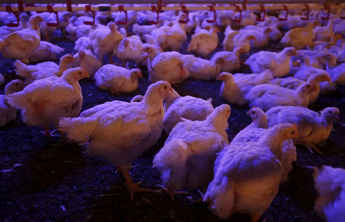 Does Light Colour Affects Broiler Feed Uptake and Performance? a thread ...