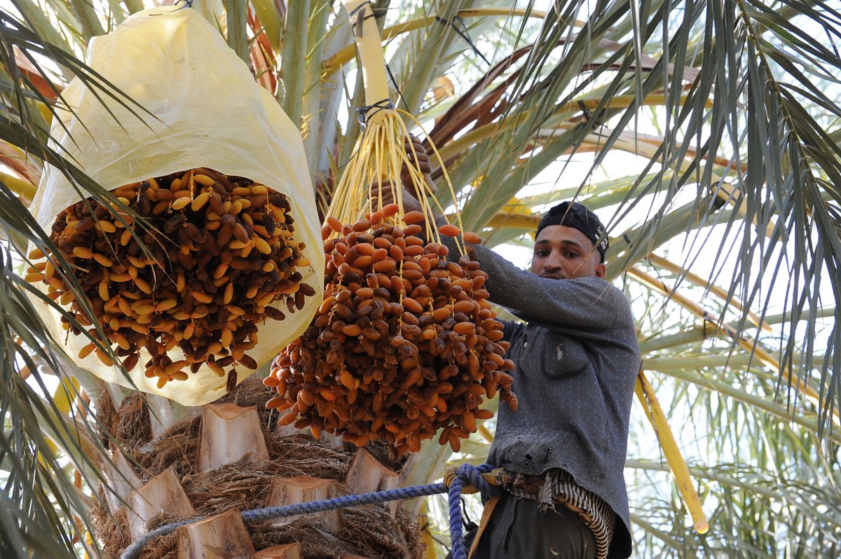 Harvest season has arrived for date palms in Algeria, where the fruit ...