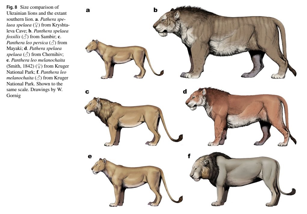 Panthera Leo Spelaea