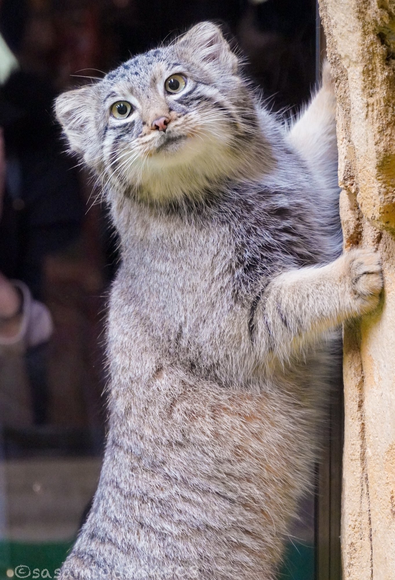 Daily Manul on Twitter: "https://t.co/wkvvzd9xIC" / Twitter