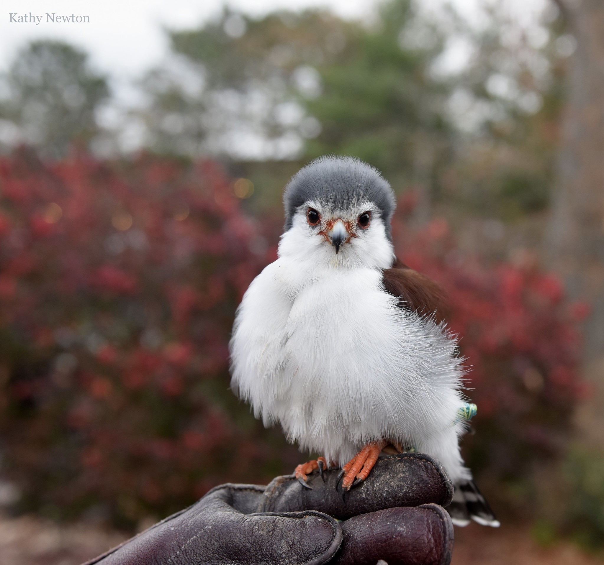 African Pygmy Falcon