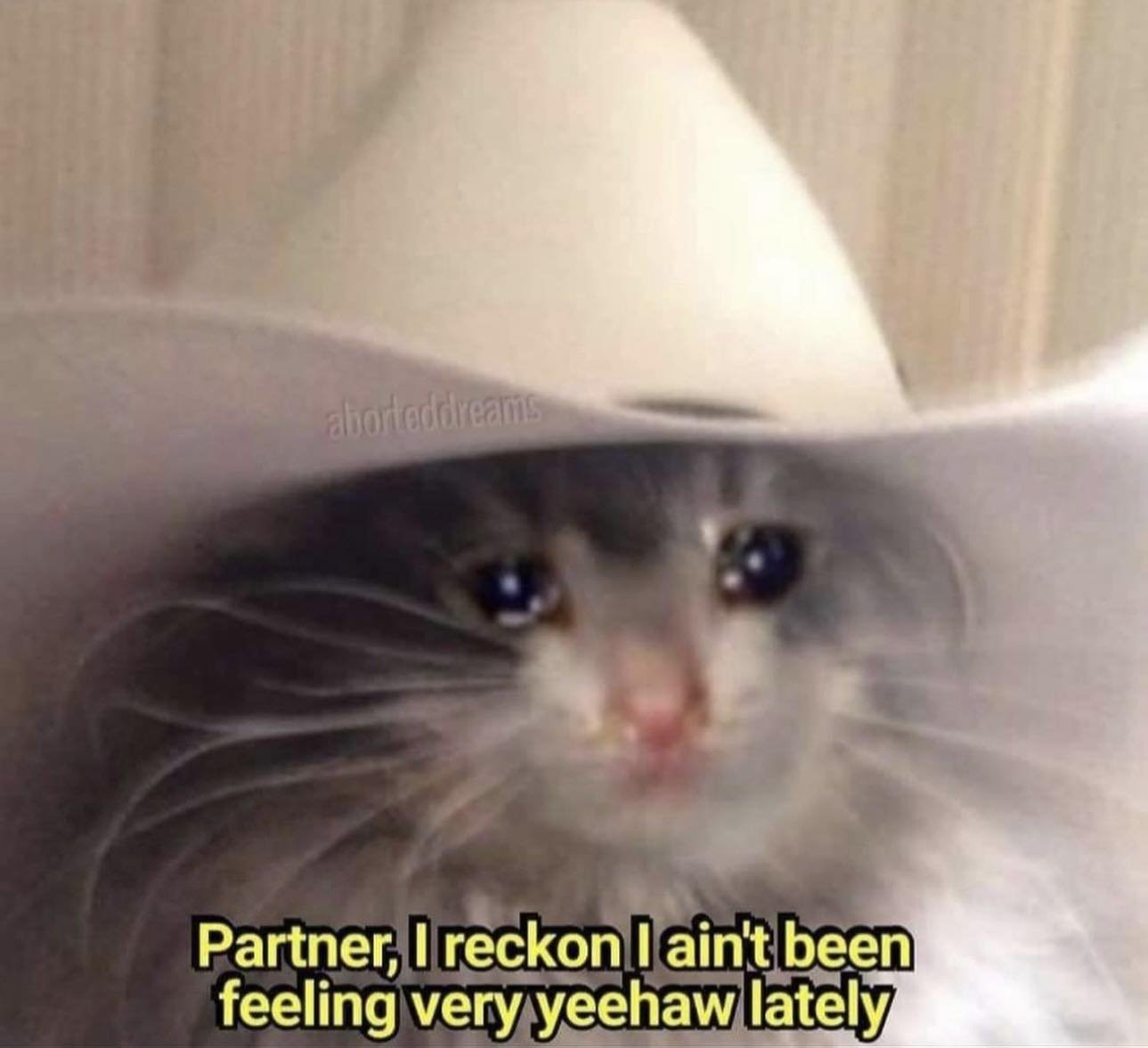 Howdy Partner Cat Meme Discounts Sales | americanprime.com.br