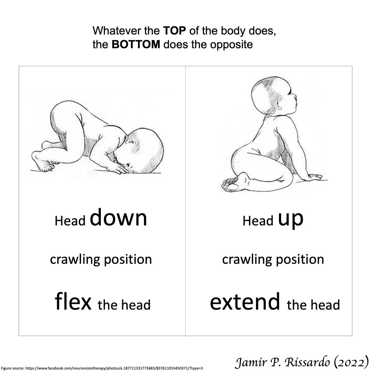 Postural, righting, and primitive reflexes “from 'in utero' fear to ...
