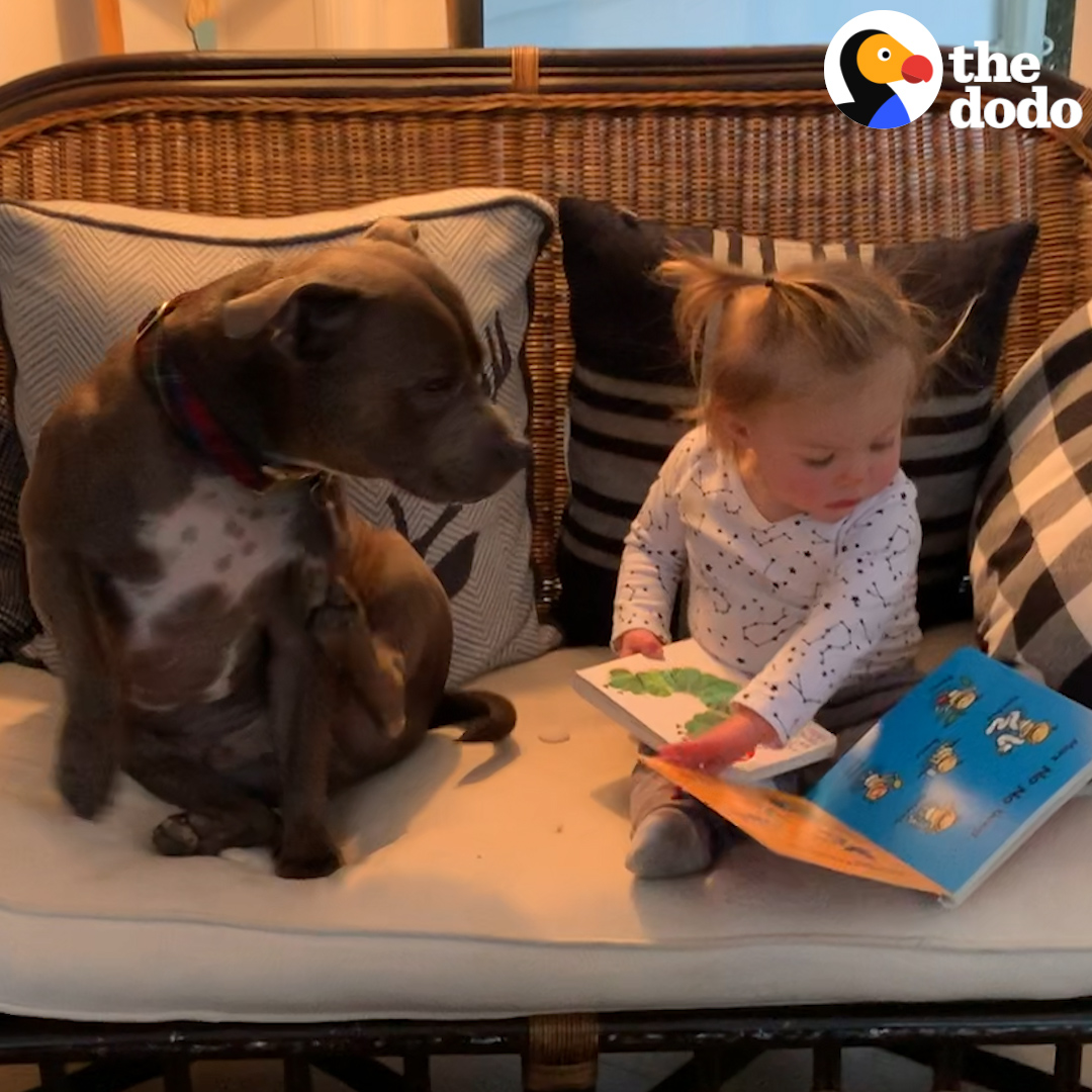 Dogs are the BEST nannies 😍 ️ The Dodo @dodo