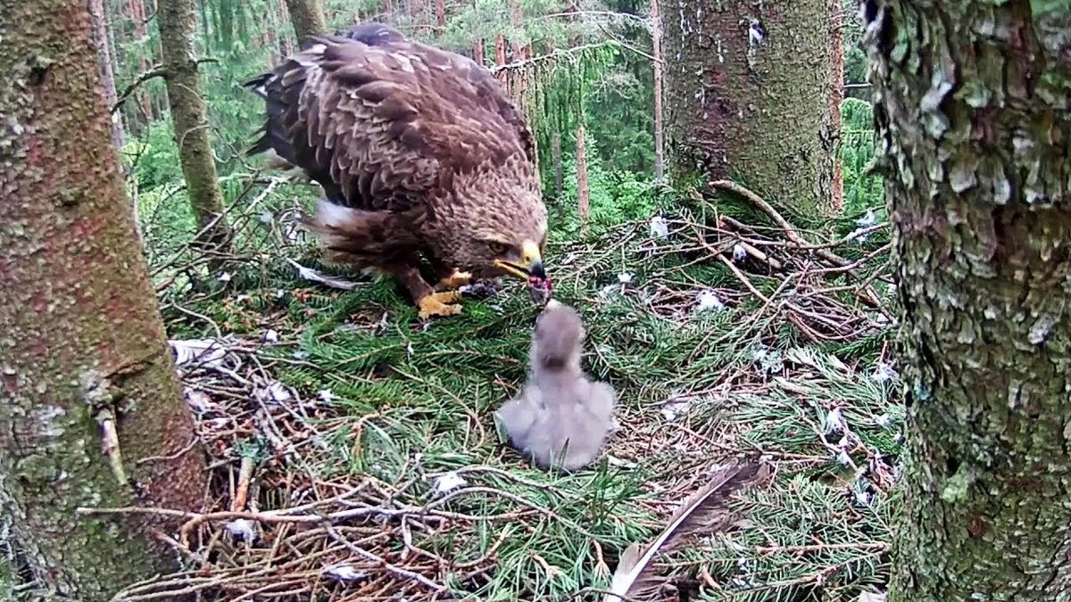 TRAUERKRAUT on Twitter: "My #today's #BirdsOfPrey are: Screaming #Eagles (Aquila Pomarina) [II]"