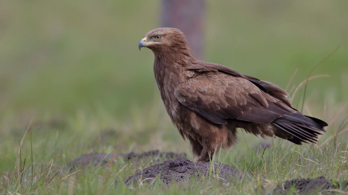 TRAUERKRAUT on Twitter: "My #today's #BirdsOfPrey are: Screaming #Eagles (Aquila Pomarina) [II]"
