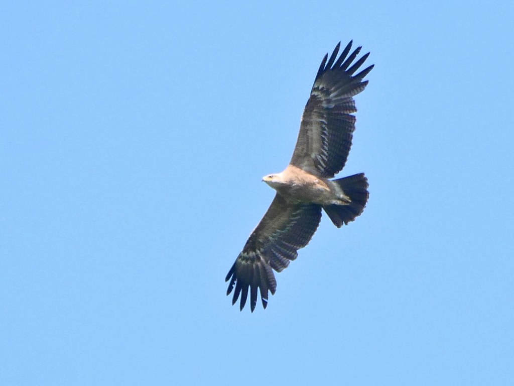 TRAUERKRAUT on Twitter: "My #today's #BirdsOfPrey are: Screaming #Eagles (Aquila Pomarina) [II]"