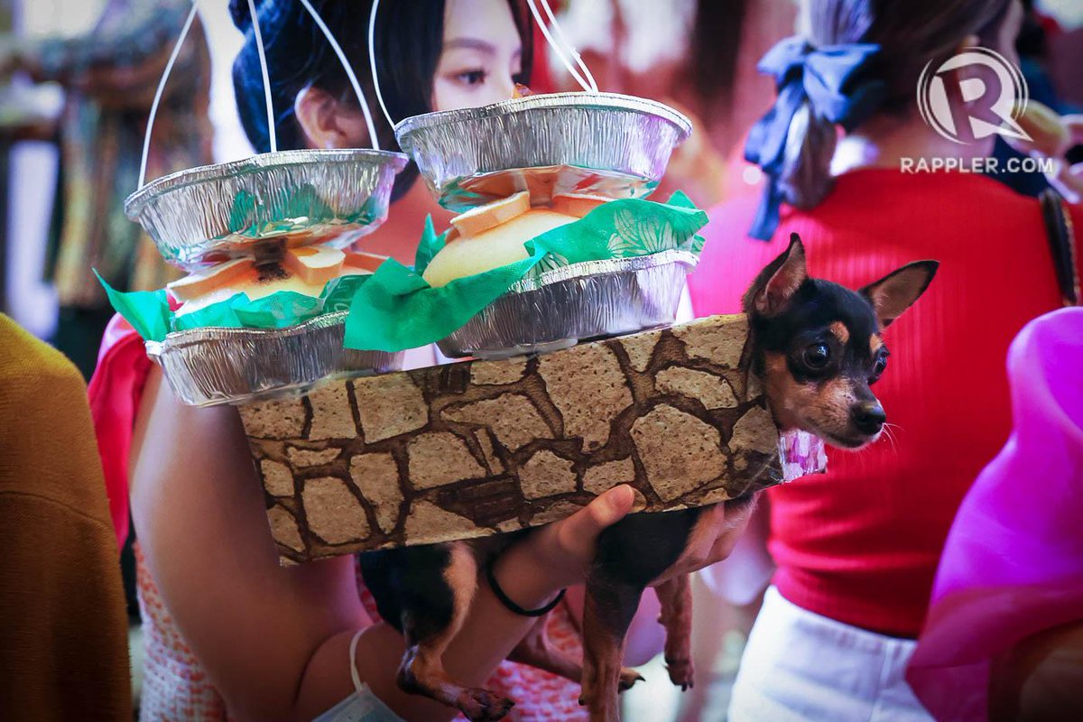 Doggos Snow White and Bubbles, in puto bumbong and bibingka costumes ...