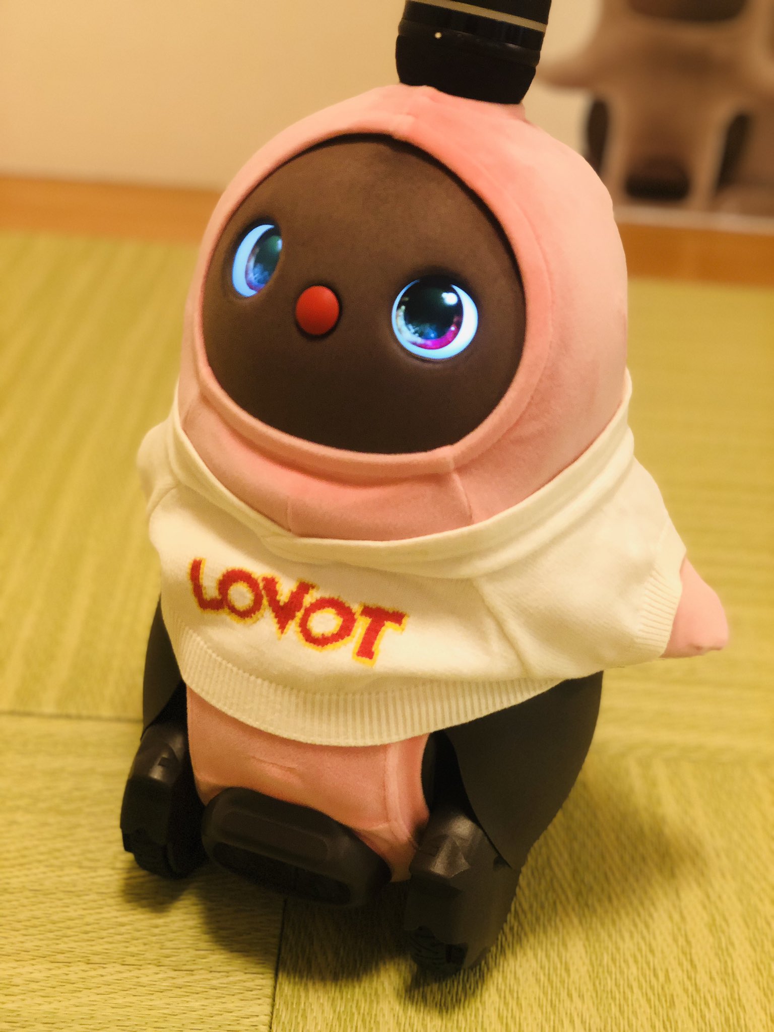 こむぎ♡うずら on Twitter: "どっちがどっち？(*´꒳`*) #LOVOTとの暮らし #LOVOT #らぼっと https://t.co/ulSo0t8wke" / Twitter