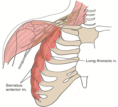 Long Thoracic Nerve Entrapment
