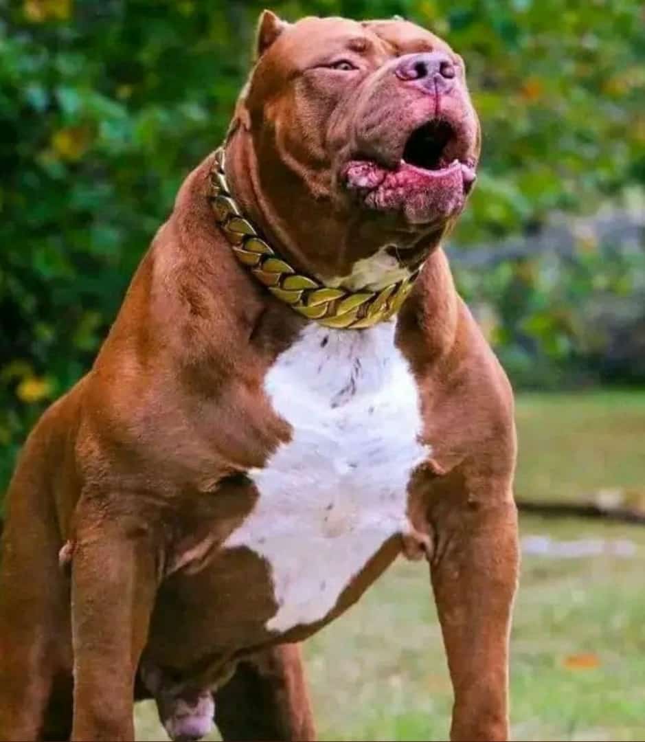 What Happened To Hulk The Dog