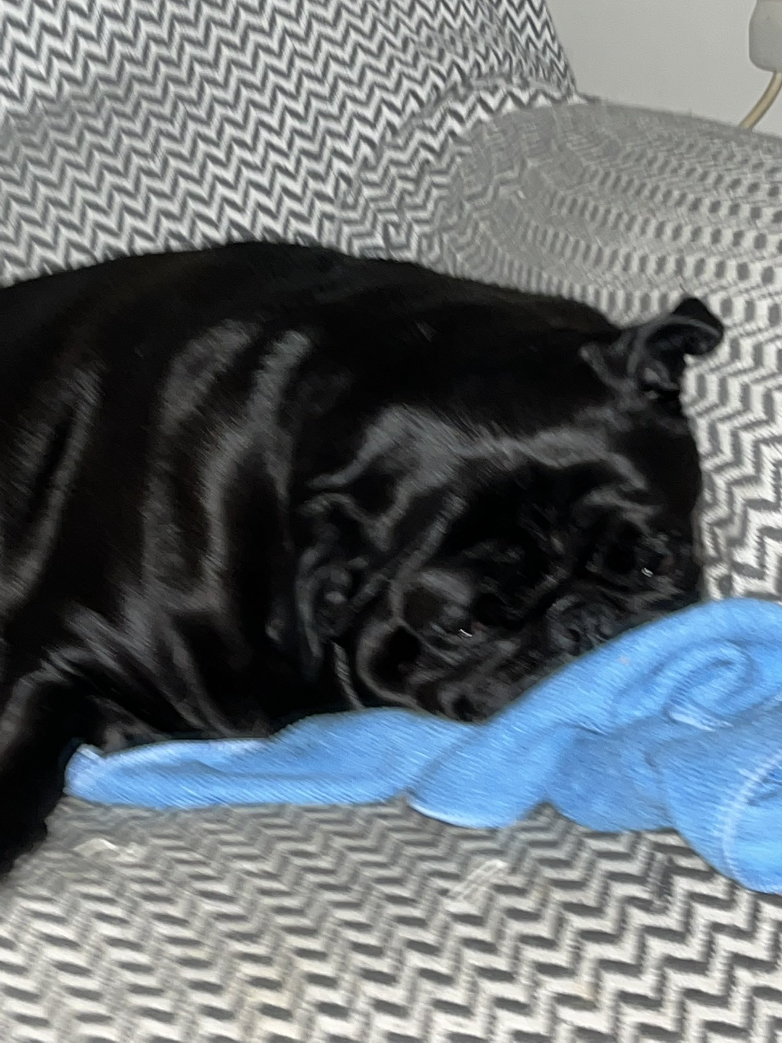 Brigadier crazy pug on Twitter: Brigadier crazy pug on Twitter: