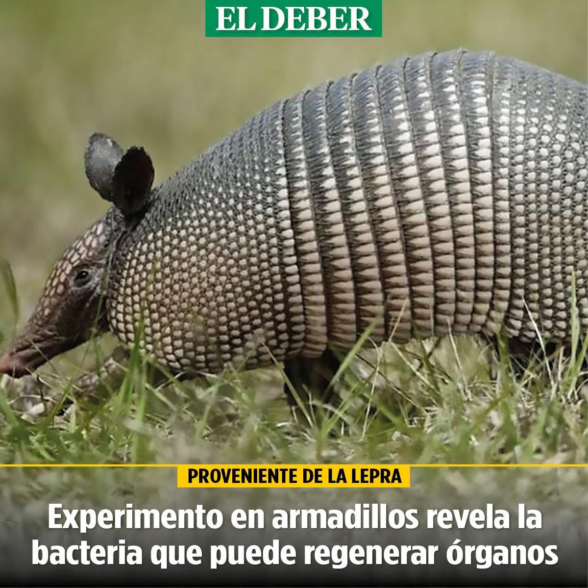 En experimentos con animales se ha demostrado que las bacterias que ...