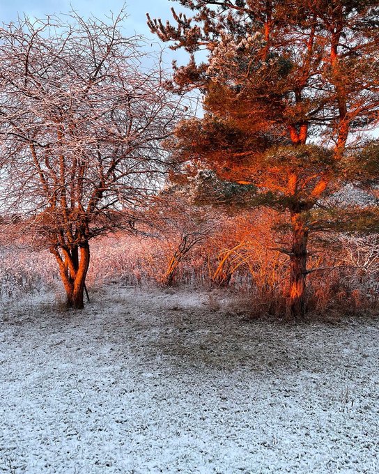 TW Pornstars - Juno Calliope. The most liked pictures and videos from ...