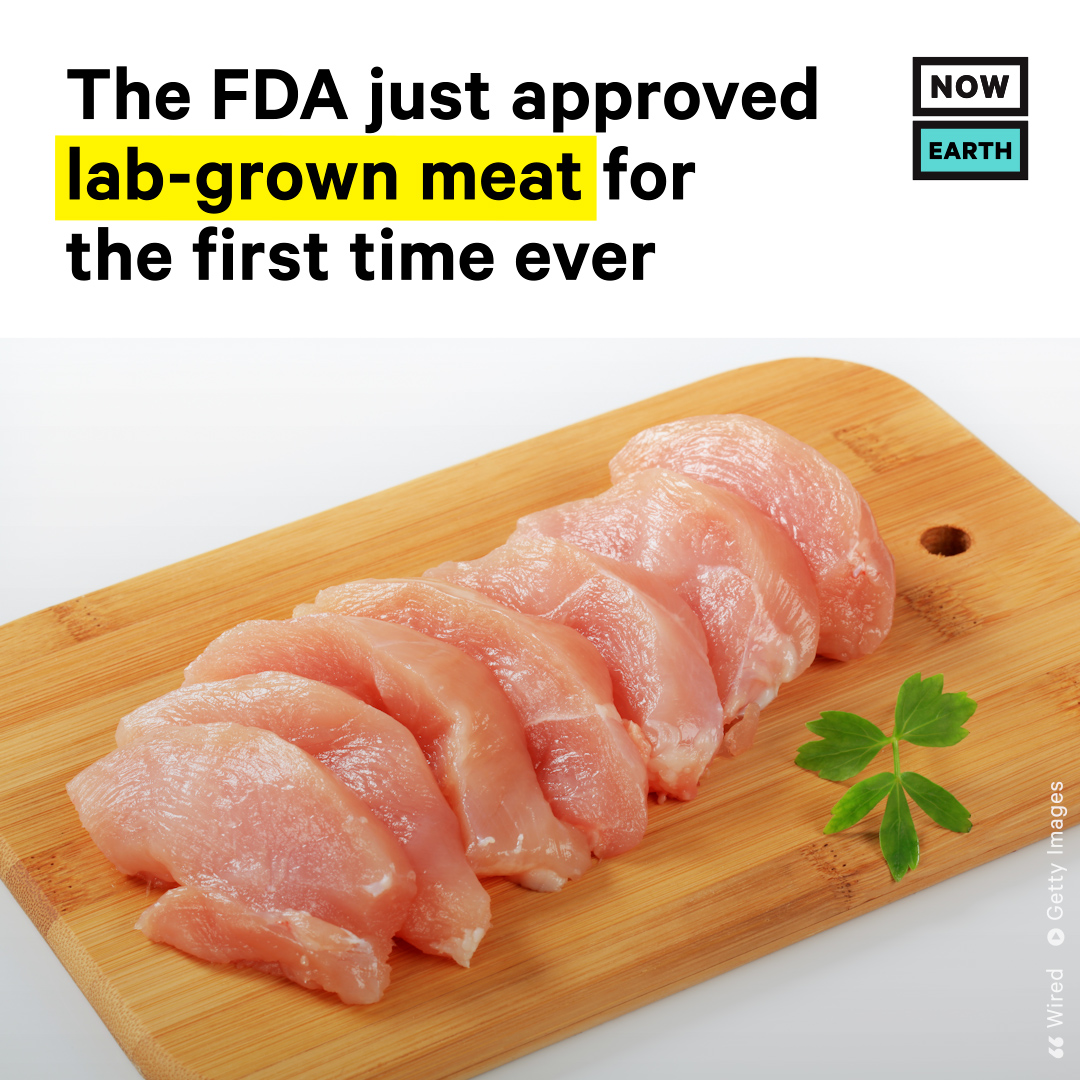 Thread by @nowthisnews on Thread Reader App – Thread Reader App