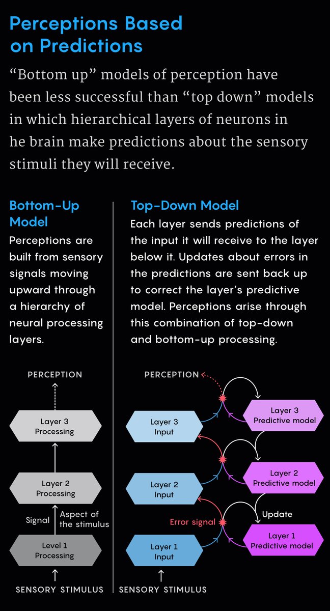 Quanta Magazine on Twitter: "Many neuroscientists believe that the brain processes sensory ...