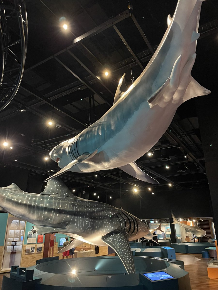 Finally got to check out the new Sharks exhibit at the austmus ...